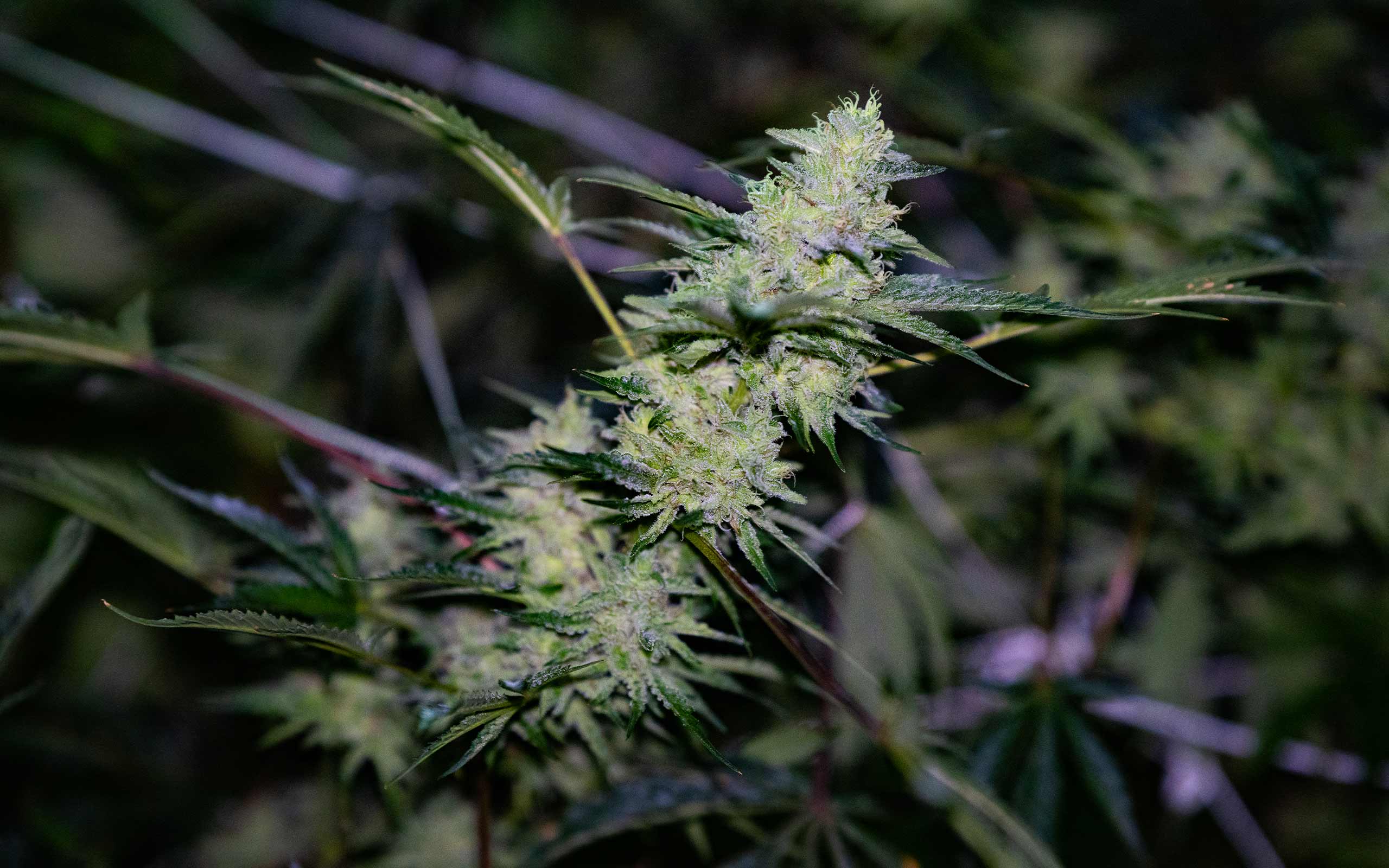 Cannabis Cultivation and Manufacturing | Full Bloom Cannabis Services Cannabis Cultivation and Manufacturing | Full Bloom Cannabis Services